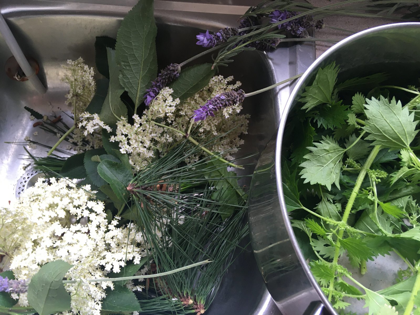 Foraging Fun - Susannah Kenton Breakthrough Coaching